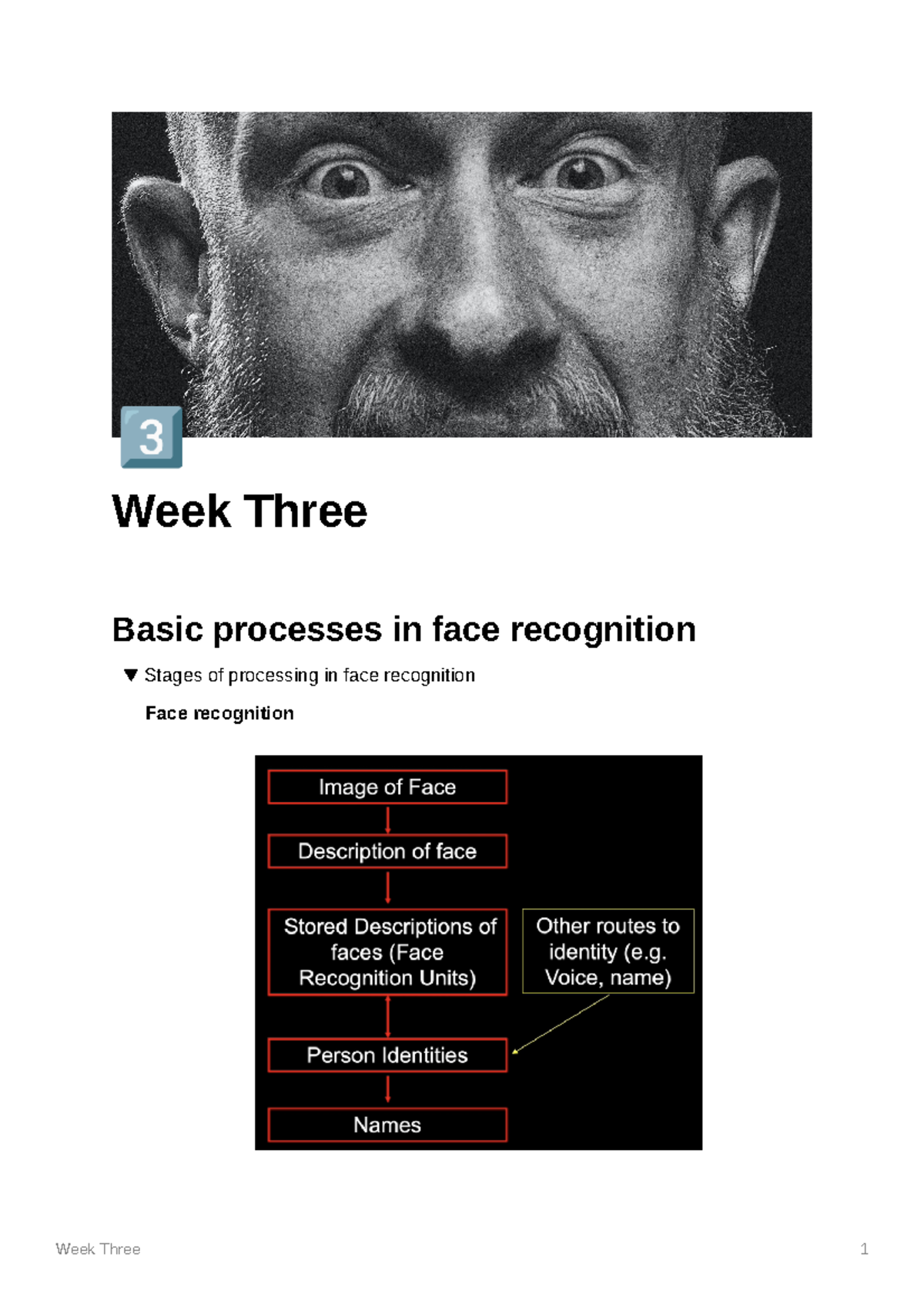 Week Three Cog 3rd Year Cognition Lecture And Reading Notes In 7665