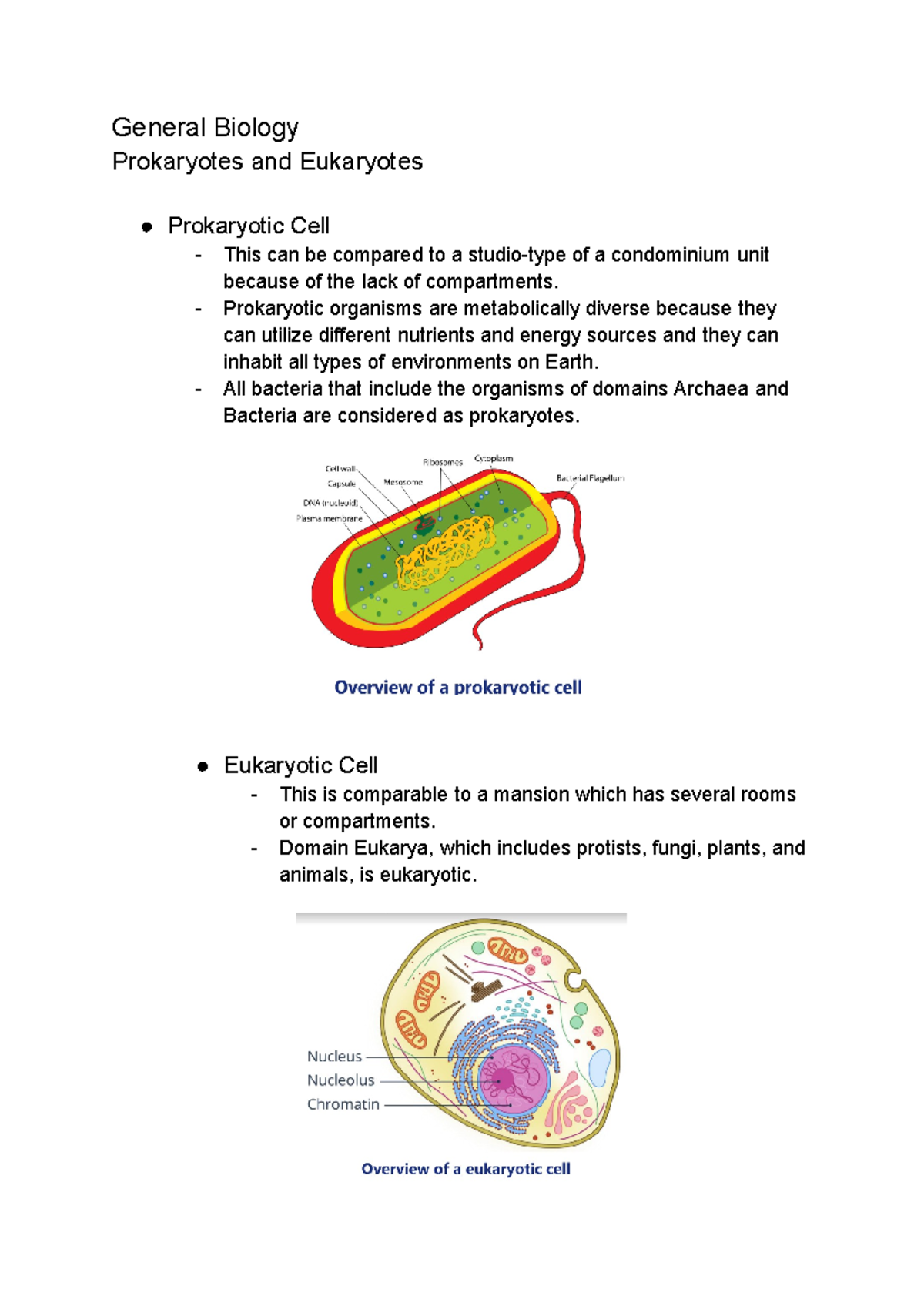 Prokaryotes and Eukaryotes - General Biology Prokaryotes and Eukaryotes ...