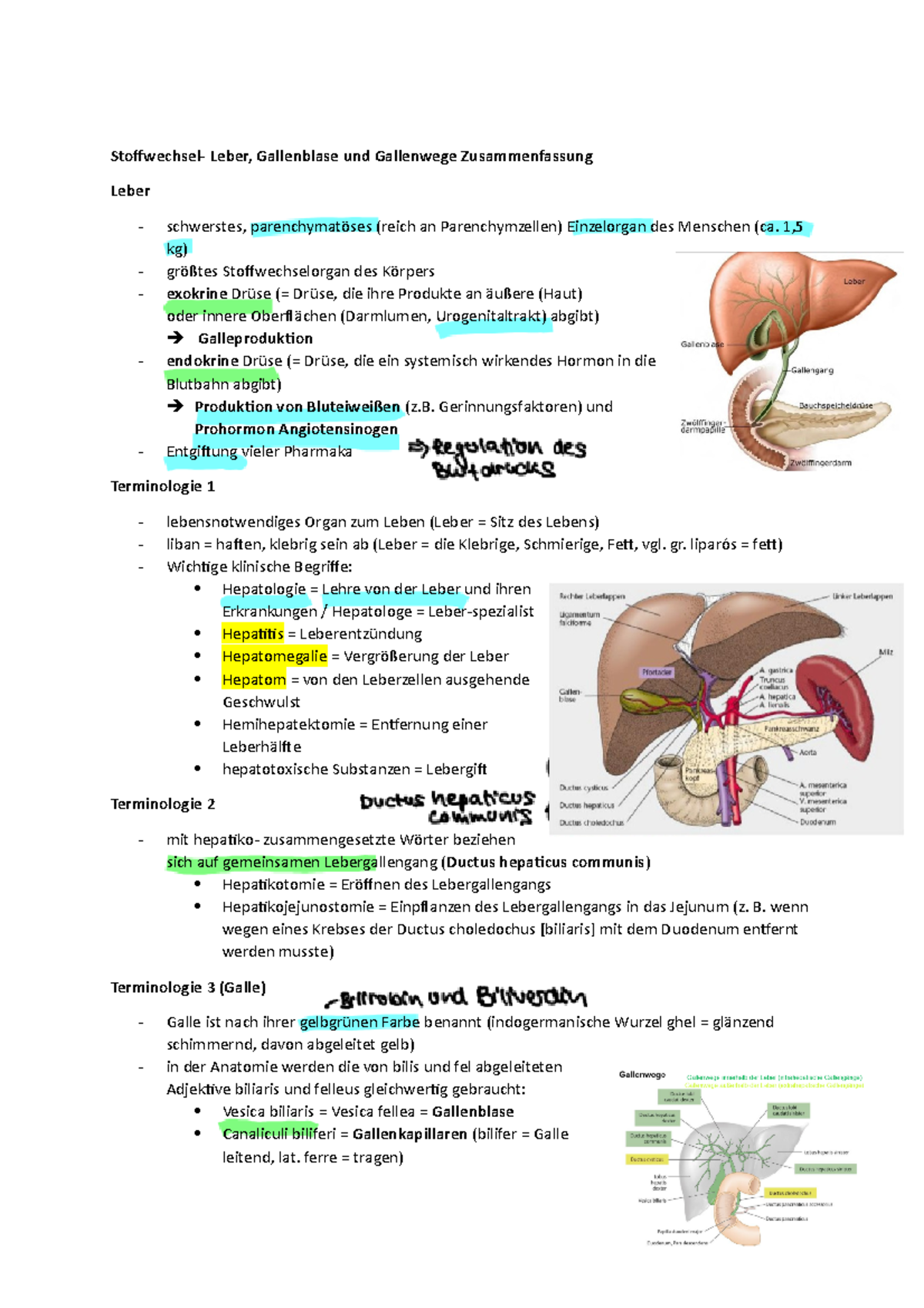 Der Stoffwechsel-Leber Zusammenfassung 1 - Stoffwechsel- Leber ...