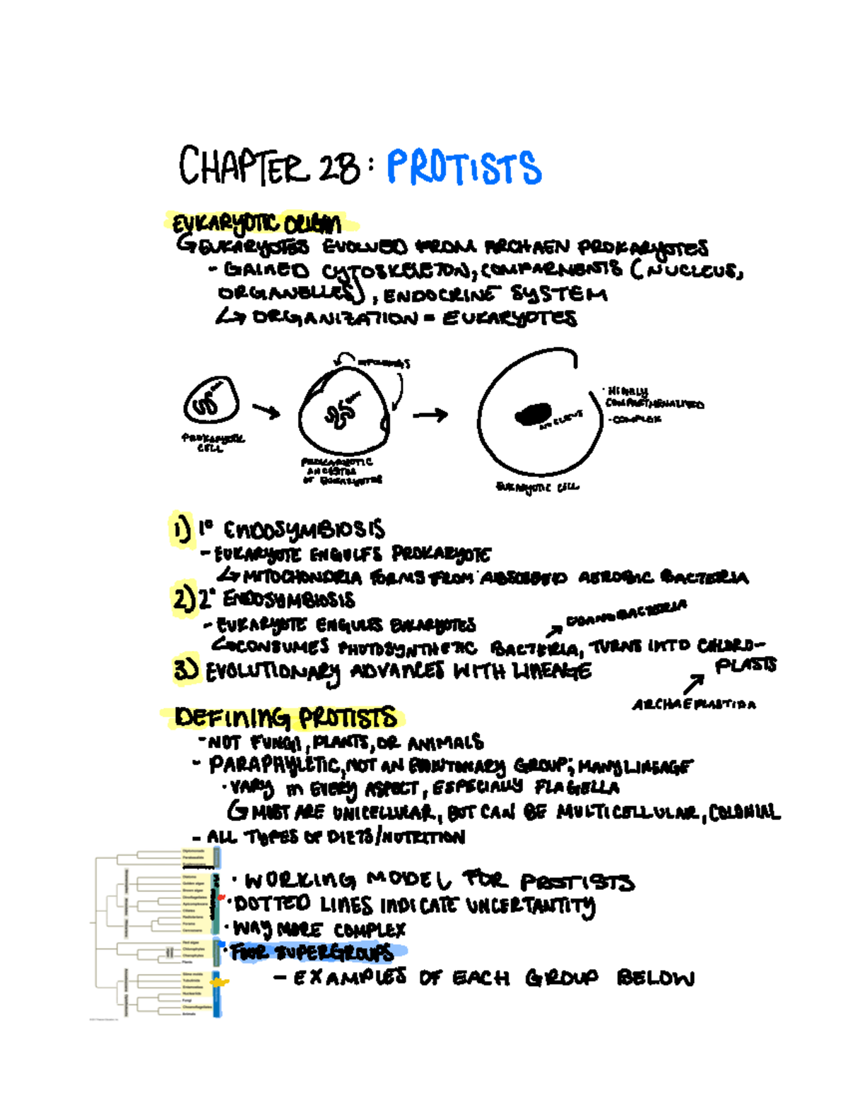 Biology 183 Pearson Mastering Biology Chapter 28 - ####### CHAPTER 28 PROTISTS EUKARYOTIC ORIGIN ...