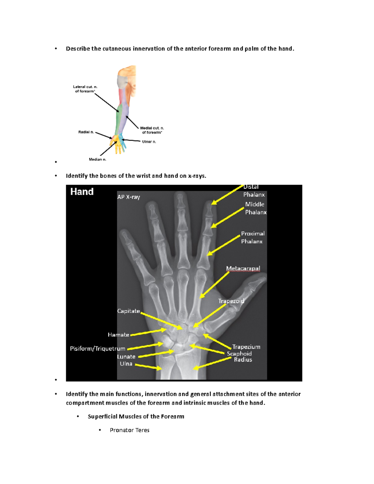 Unit One Lecture 7Anterior Forearm Learning Objectives - Describe the ...
