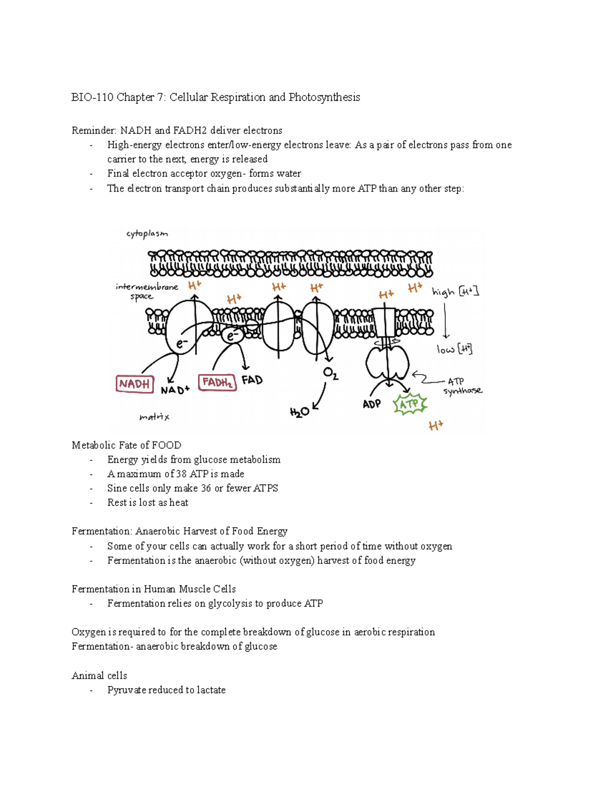 BIO 110 Weeks 6-11 - Lecture Notes Cellular respiration, Mitosis ...