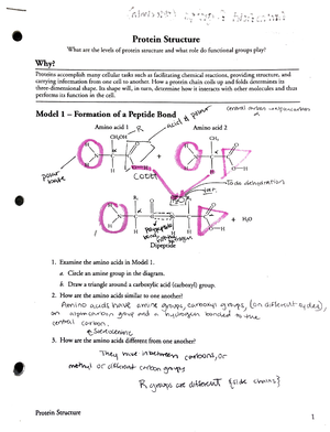 Lab #6 Pre-Lab - Pre lab for bunny blitz simulation - BIOL 101 - Pre ...