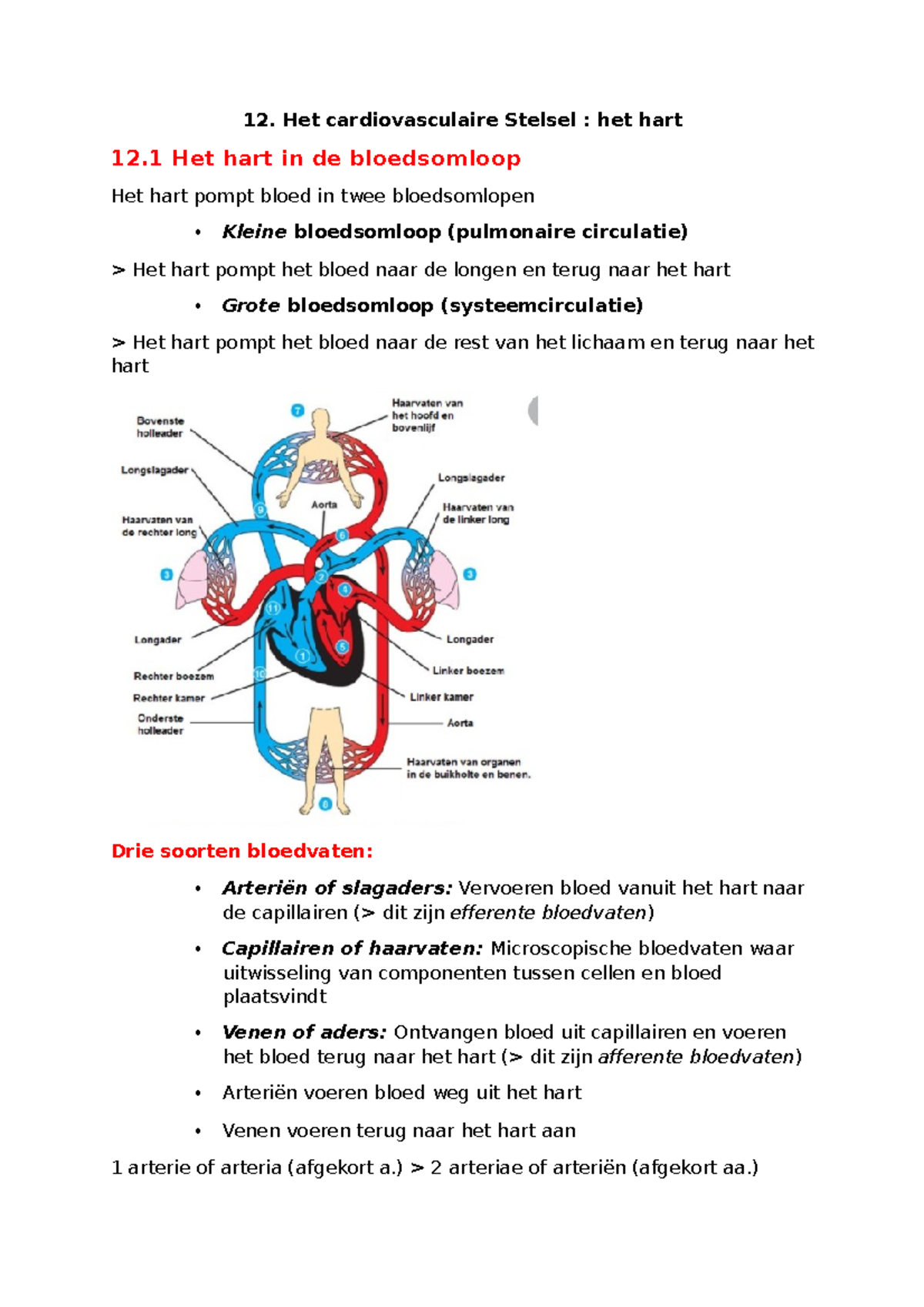 Hoofdstuk 12 het hart - Anatomie - Fysiologie - Erasmushogeschool Brussel - Studocu