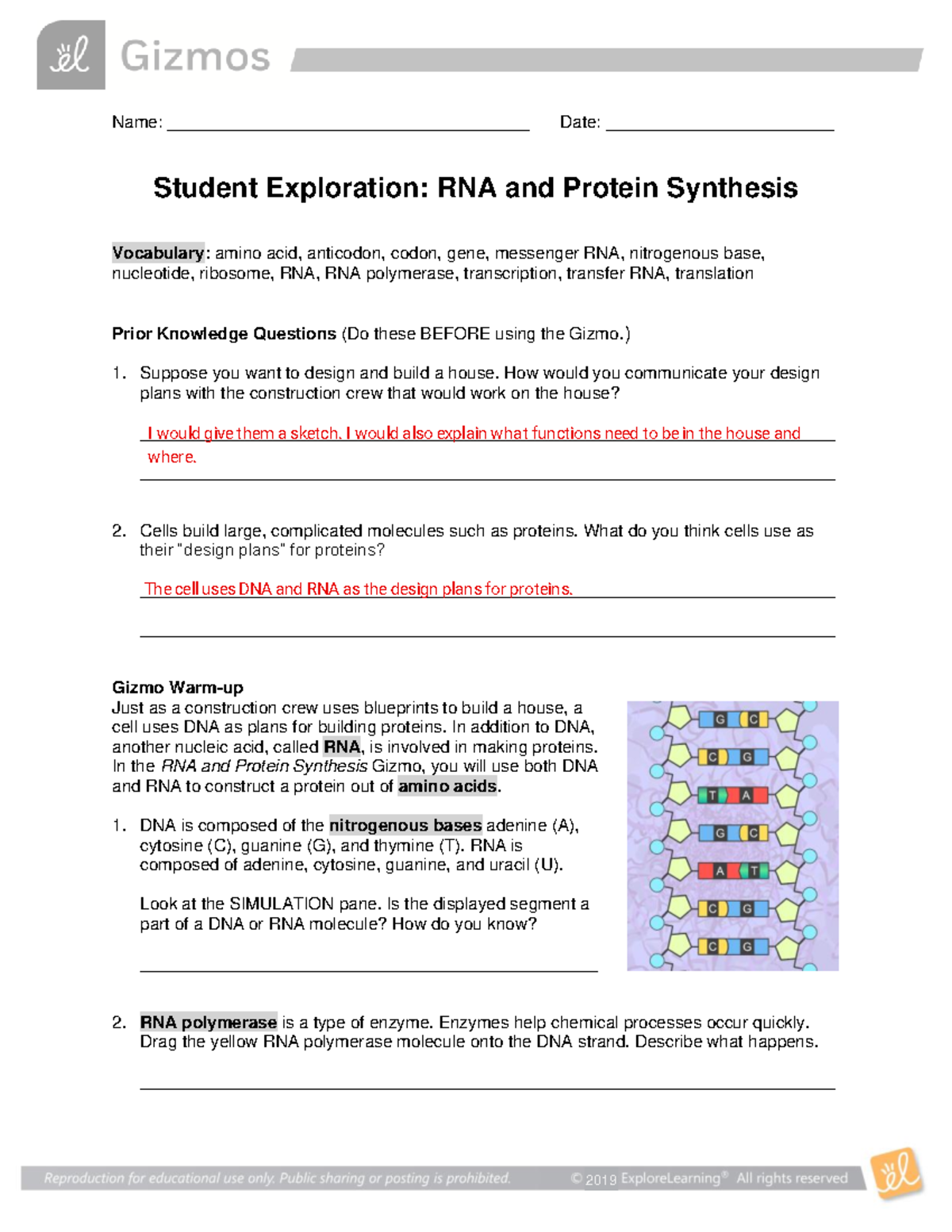 Kami Export - RNAProtein Synthesis SE student - Name ...