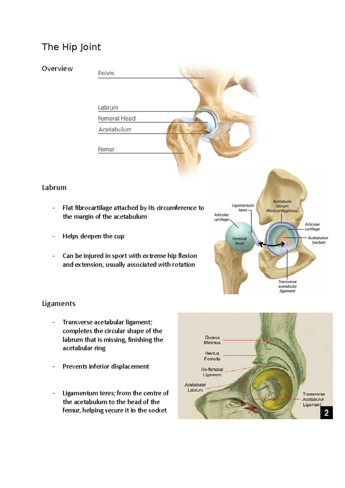 The Hip Joint - The Hip Joint Overview Labrum - Flat fibrocartilage ...