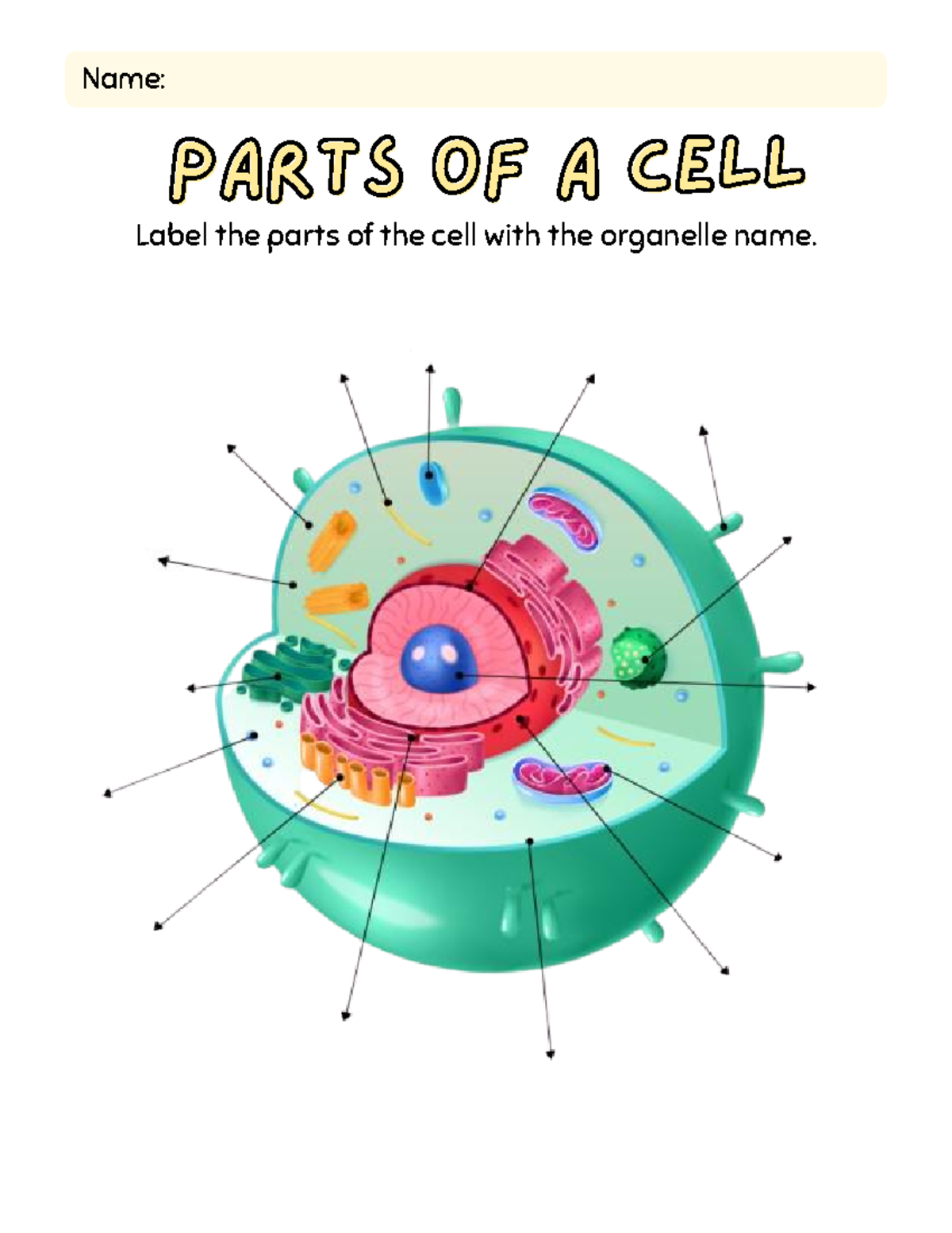 Cell Organelles Matching Worksheets-1 - Name: parts of a cell parts of ...