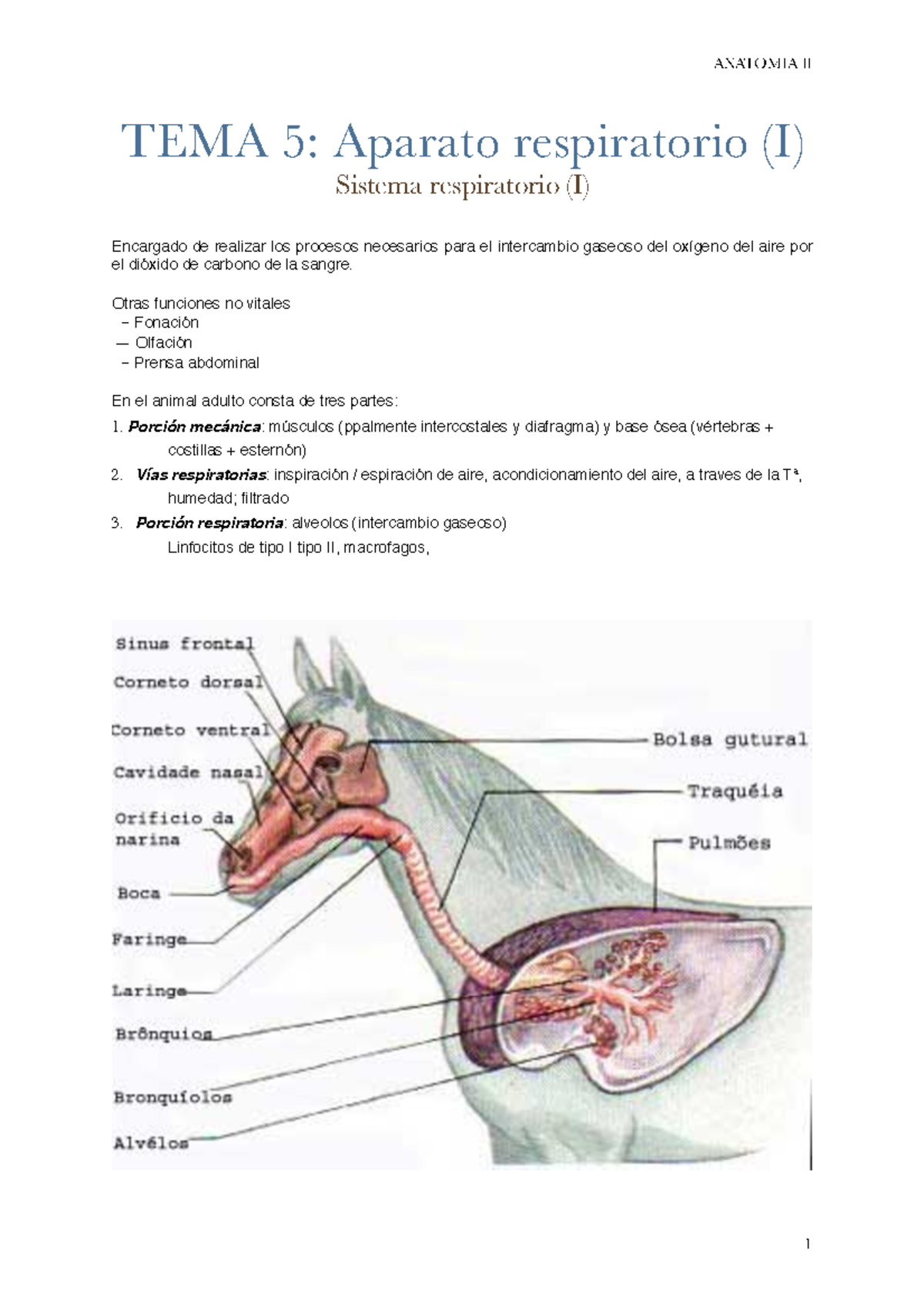 Aparato respiratorio I - ANATOMIA II TEMA 5: Aparato respiratorio (I ...