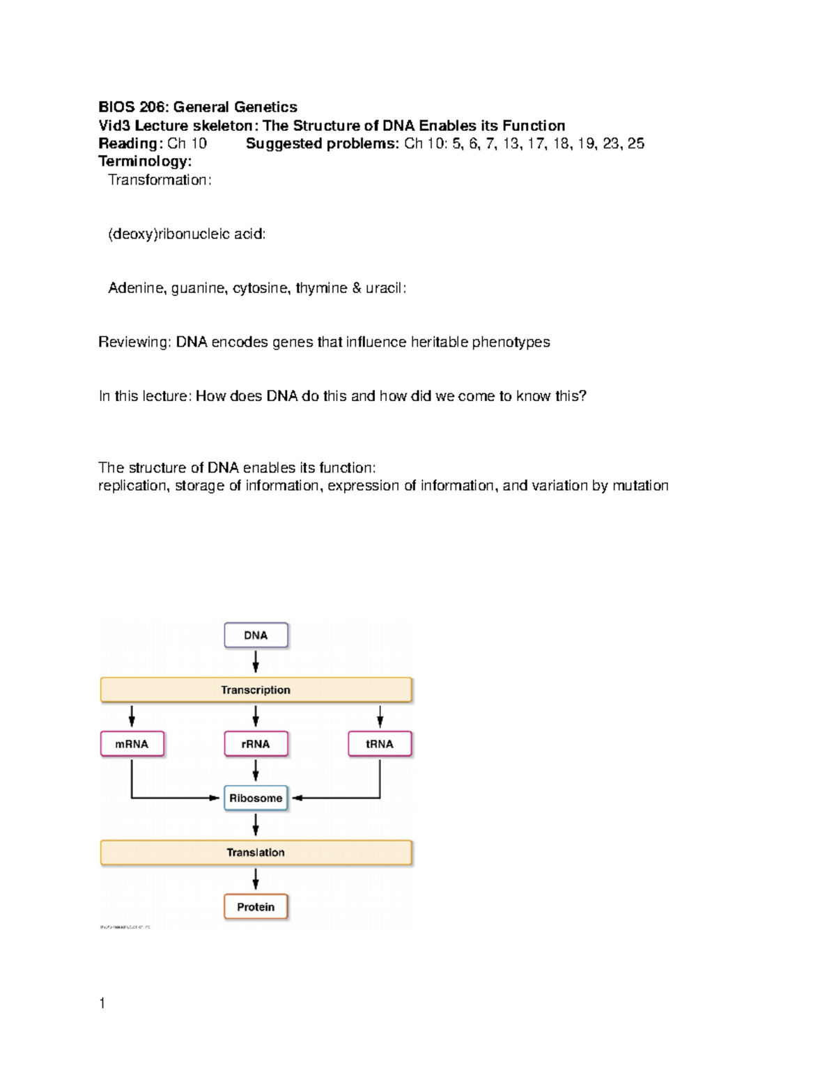 Genetics Vid3 Note Skeleton - BIOS 206: General Genetics Vid3 Lecture ...