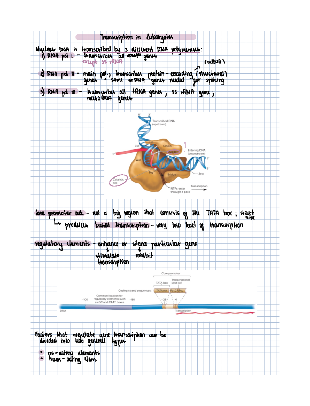Chapter 12 - Transcription Part 2 - Transcription in Eukaryotes ...
