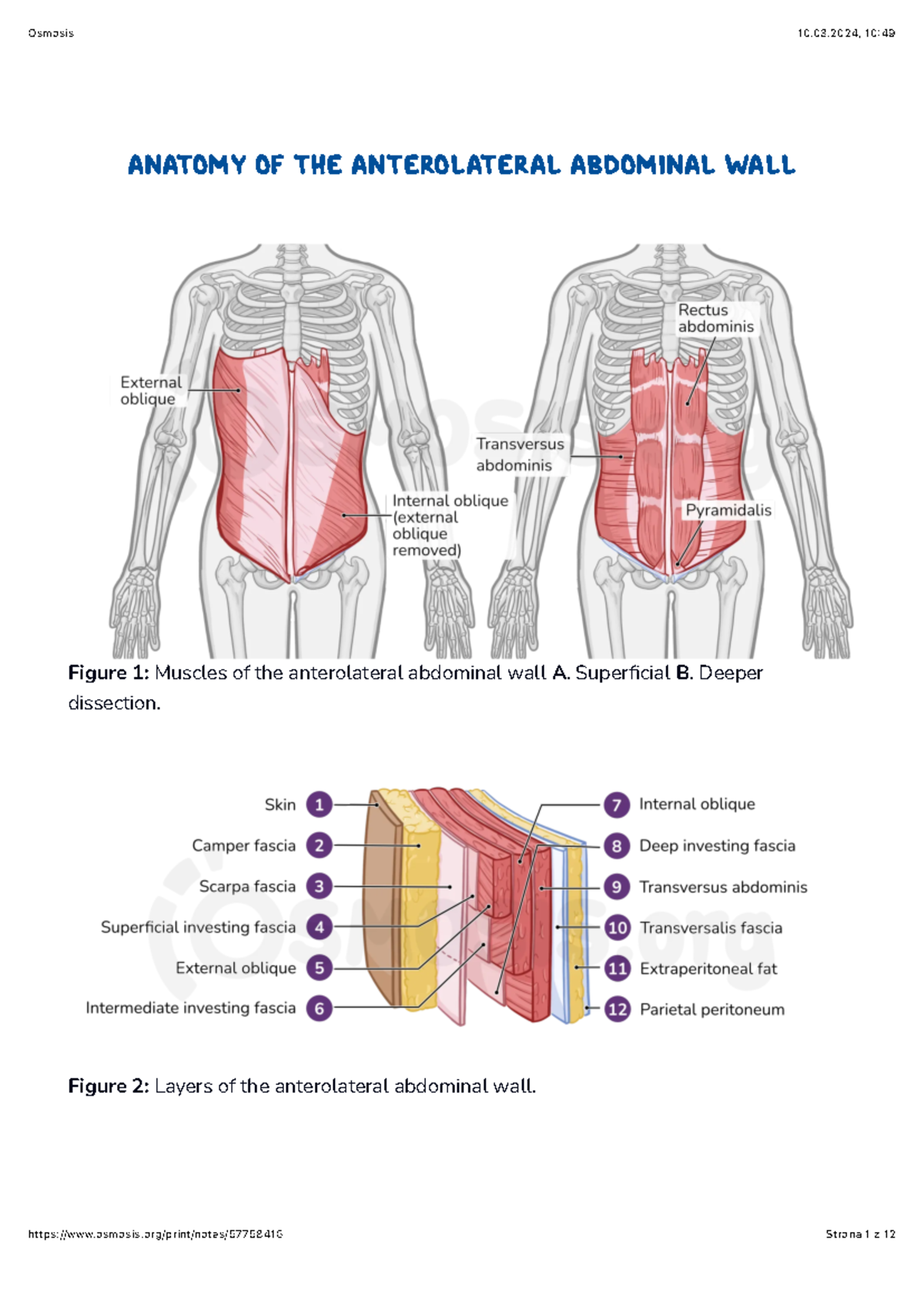 Mięśnie brzucha - ANATOMY OF THE ANTEROLATERAL ABDOMINAL WALL Figure 1 ...