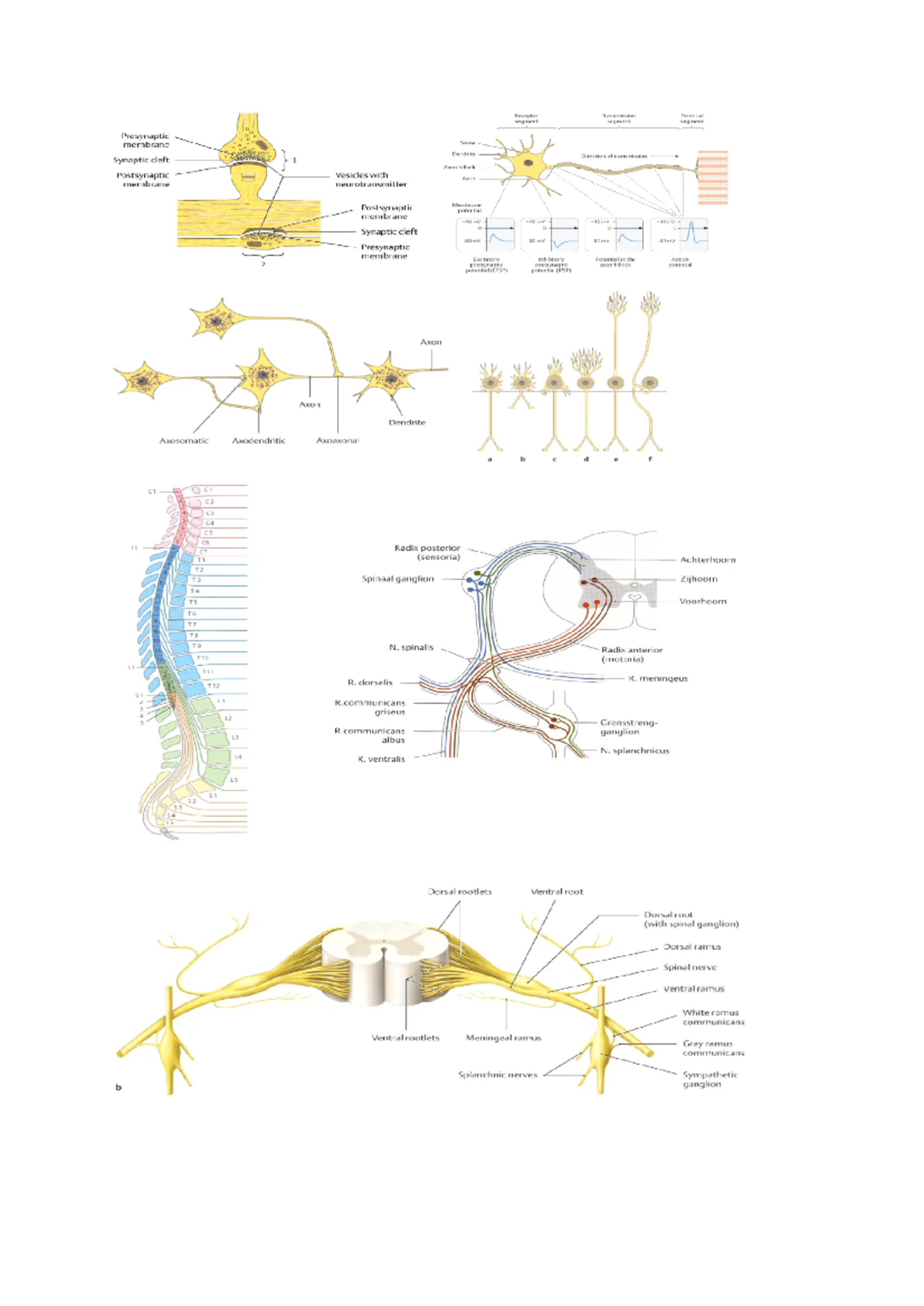 Tekeningen Anatomie - Receptor Transmission Terminal segment segment ...