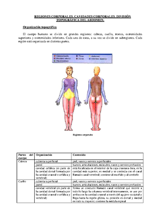 Costillas Material De Repaso Anato Anatomía Humana Y Disecciones
