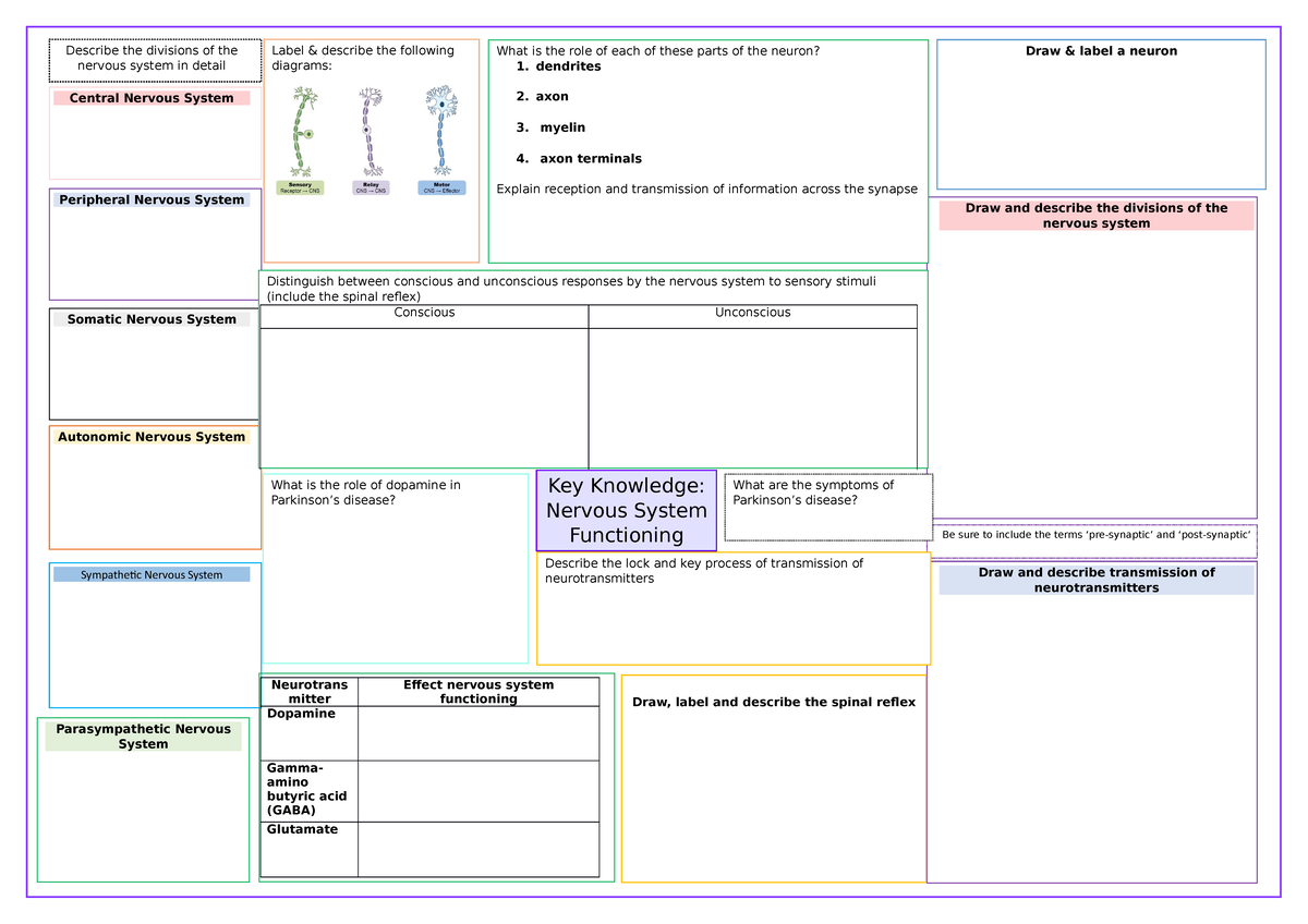 Unit 3 - Key knowledge 1 - Nervous System Functioning - Sympathetic ...