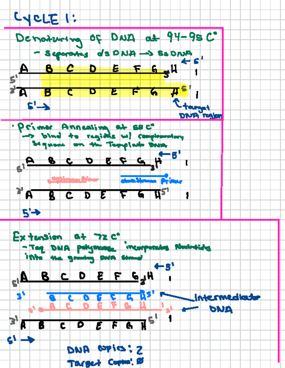 PCR worksheet week 4 - CYCLE 1 : Denaturing of DNA at 94-95 C Separates ...