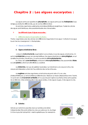 Chapitre 3 Les mycètes - CHAPITRE 3 Les mycètes, des thallophytes bien ...