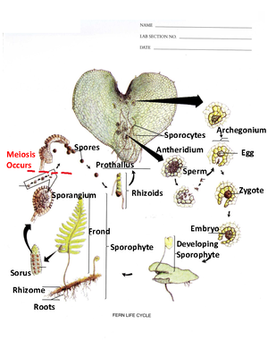 Bryophytes / Spore Bearing Vascular Questions - Bryophytes Questions ...