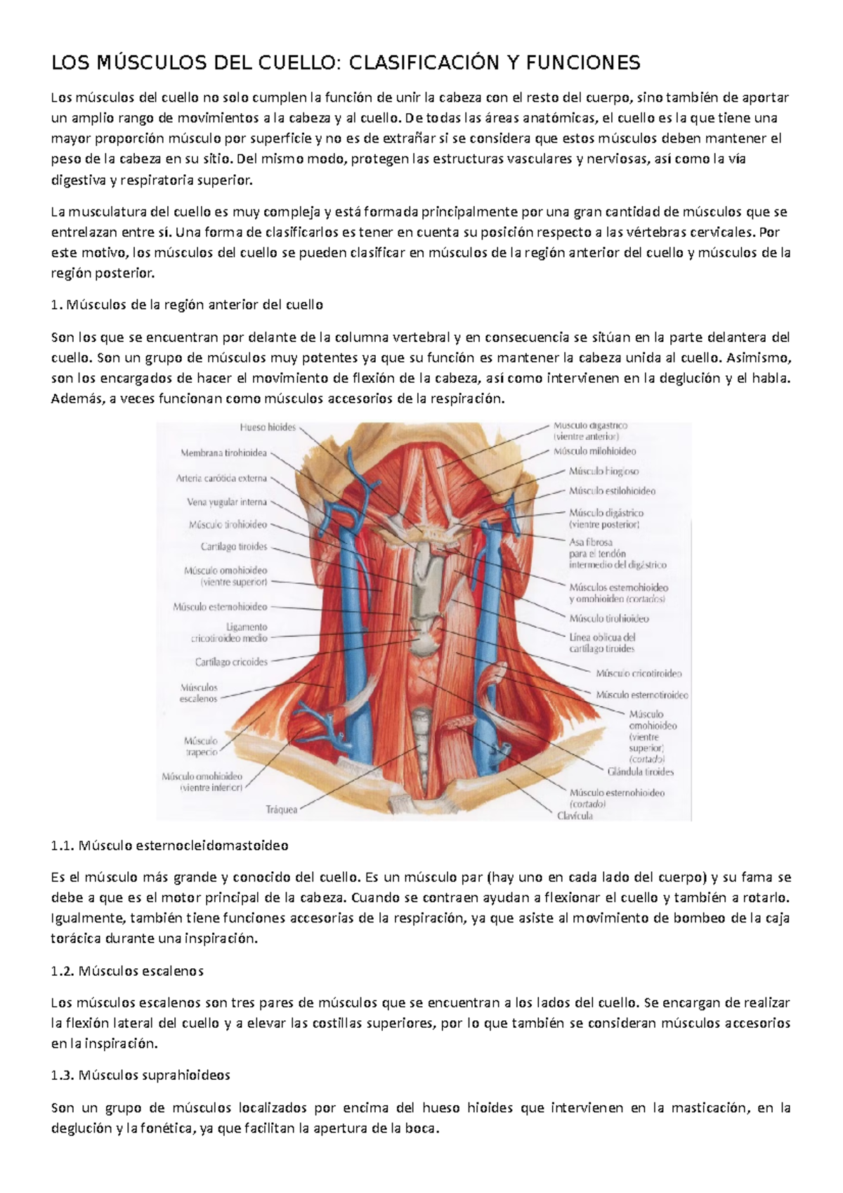 LOS Músculos DEL Cuello - LOS MÚSCULOS DEL CUELLO: CLASIFICACIÓN Y FUNCIONES Los músculos del ...