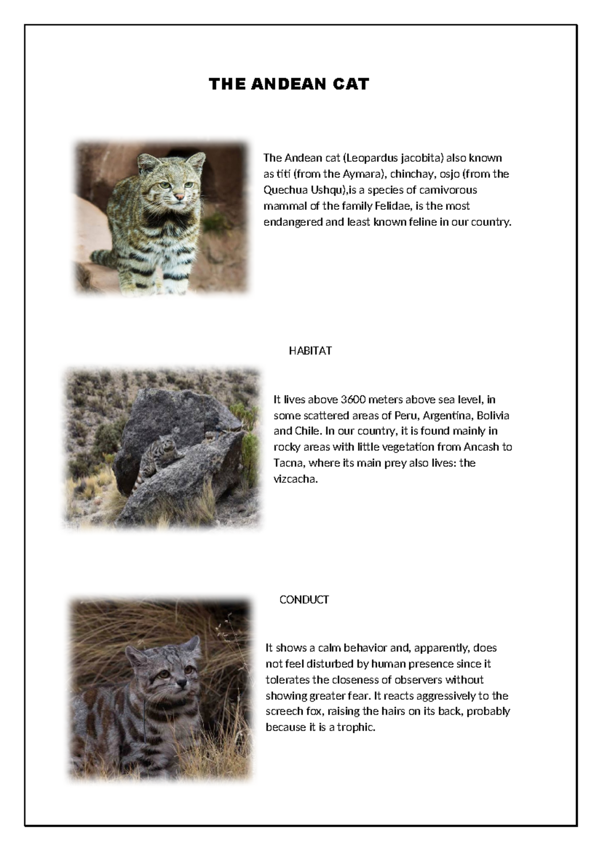 THE Andean CAT - THE ANDEAN CAT The Andean cat (Leopardus jacobita ...
