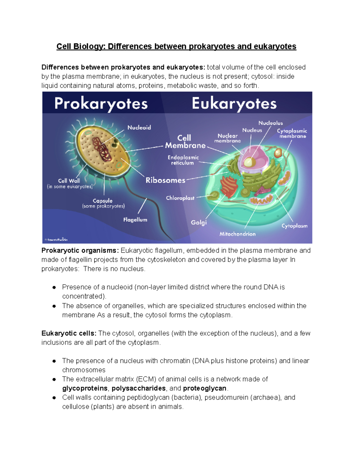 Cell Biology Differences between prokaryotes and eukaryotes ...