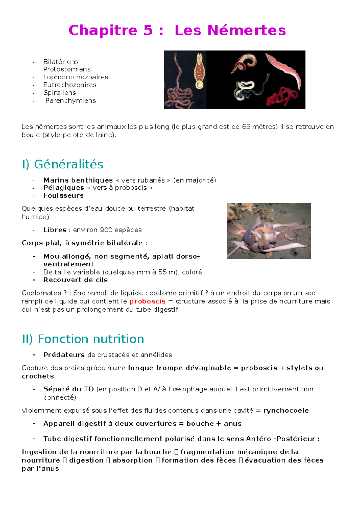 Chapitre 5 les némertes - Chapitre 5 : Les Némertes - Bilatériens ...