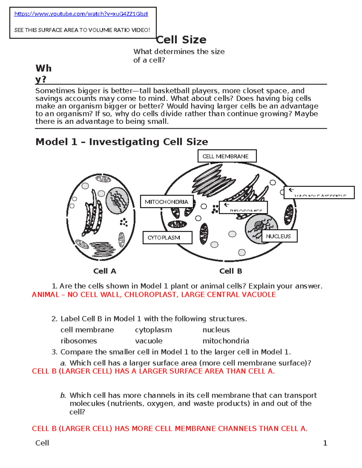 Pogil Cell Size-KEY - cacac doo doo - Cell Size 1 Wh y? Cell Size What ...