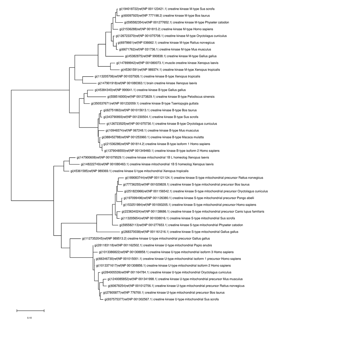 Creatine tree for great diseases of the world - gi|194018722|ref|NP ...