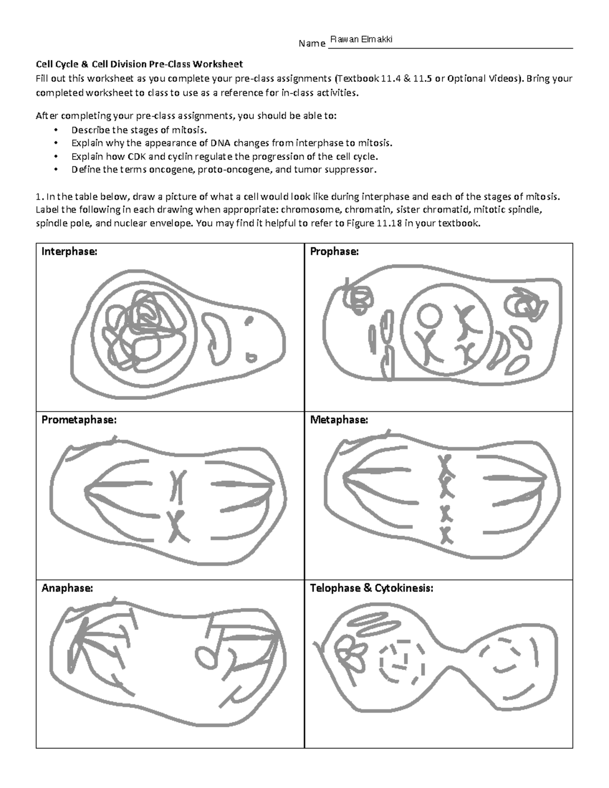 Week 10b Cell Cycle and Cell Division v2 - Name