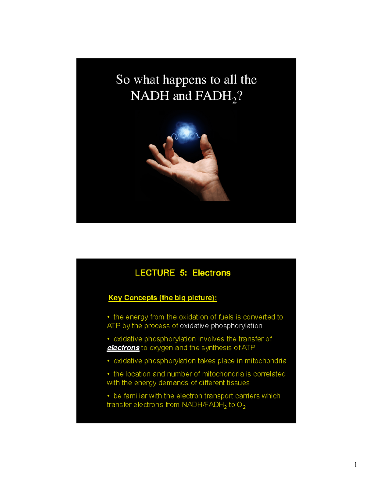 B Iosci 101 Biochemistry Lecture 5 colour - So what happens to all the ...