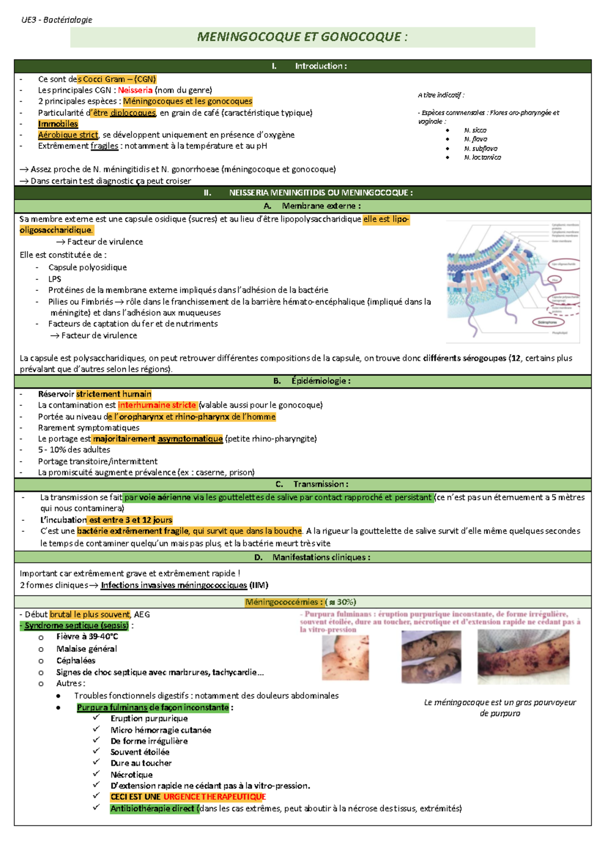 Méningocoque et gonocoque - UE3 MENINGOCOQUE ET GONOCOQUE : I ...