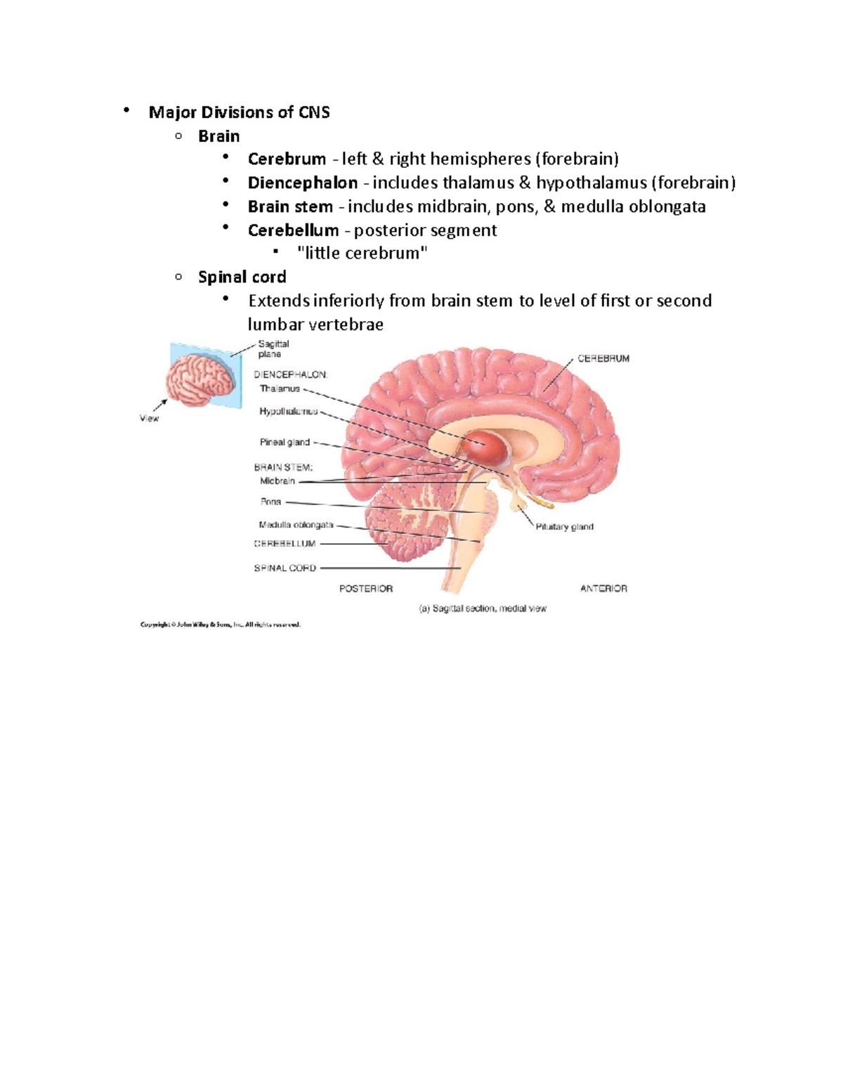 Central nervous system - Major Divisions of CNS o Brain Cerebrum - left ...