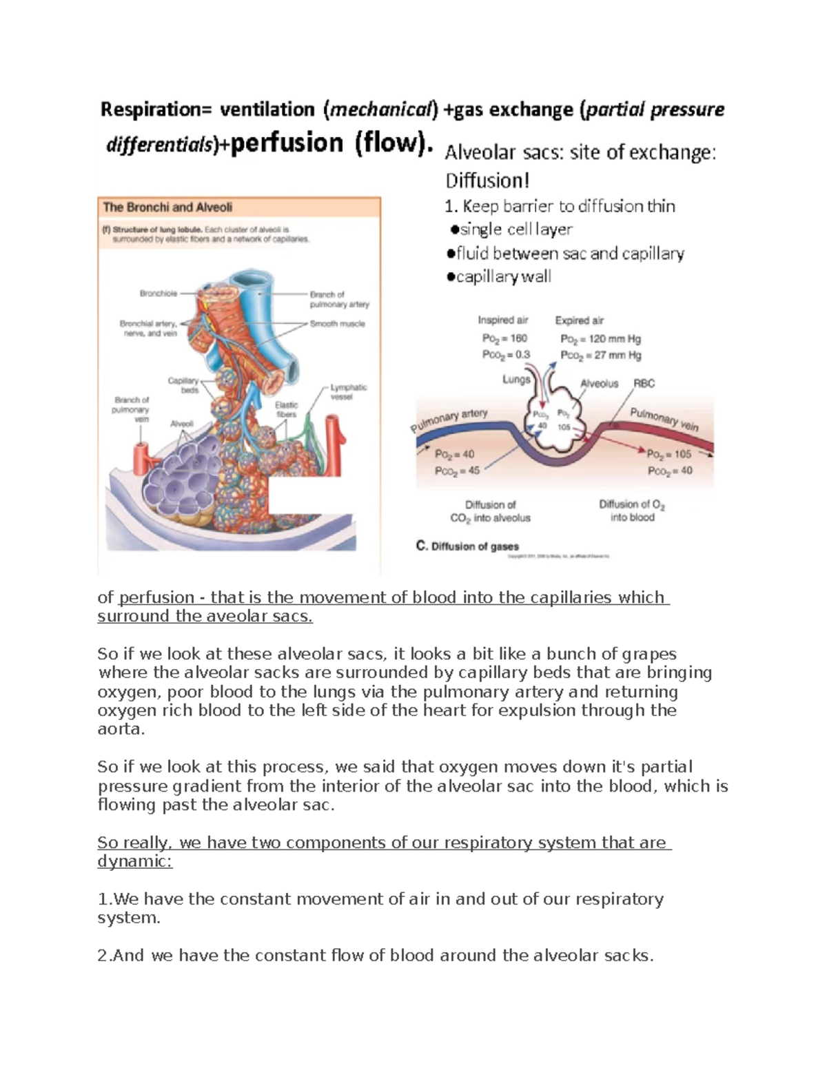 Respiration 1 - Gas exchange with pictures. In detail - of perfusion ...