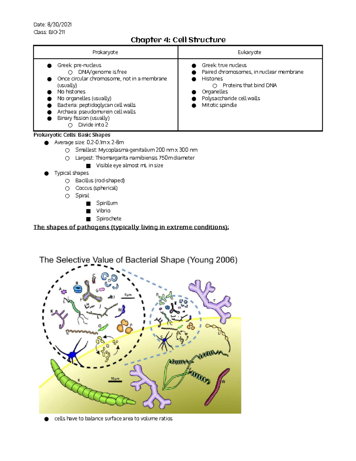 BIO 211 Chapter 4 Notes - Characteristics of Prokaryotes and Eukaryotes ...