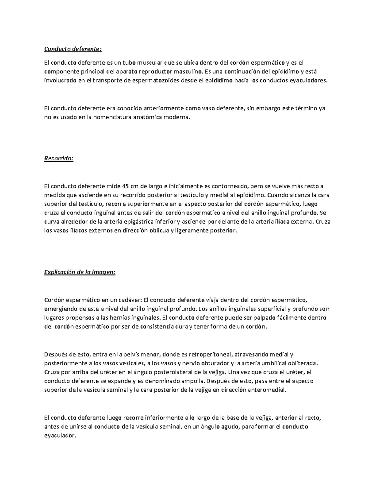 Conducto deferente - Resumen - Conducto deferente: El conducto ...