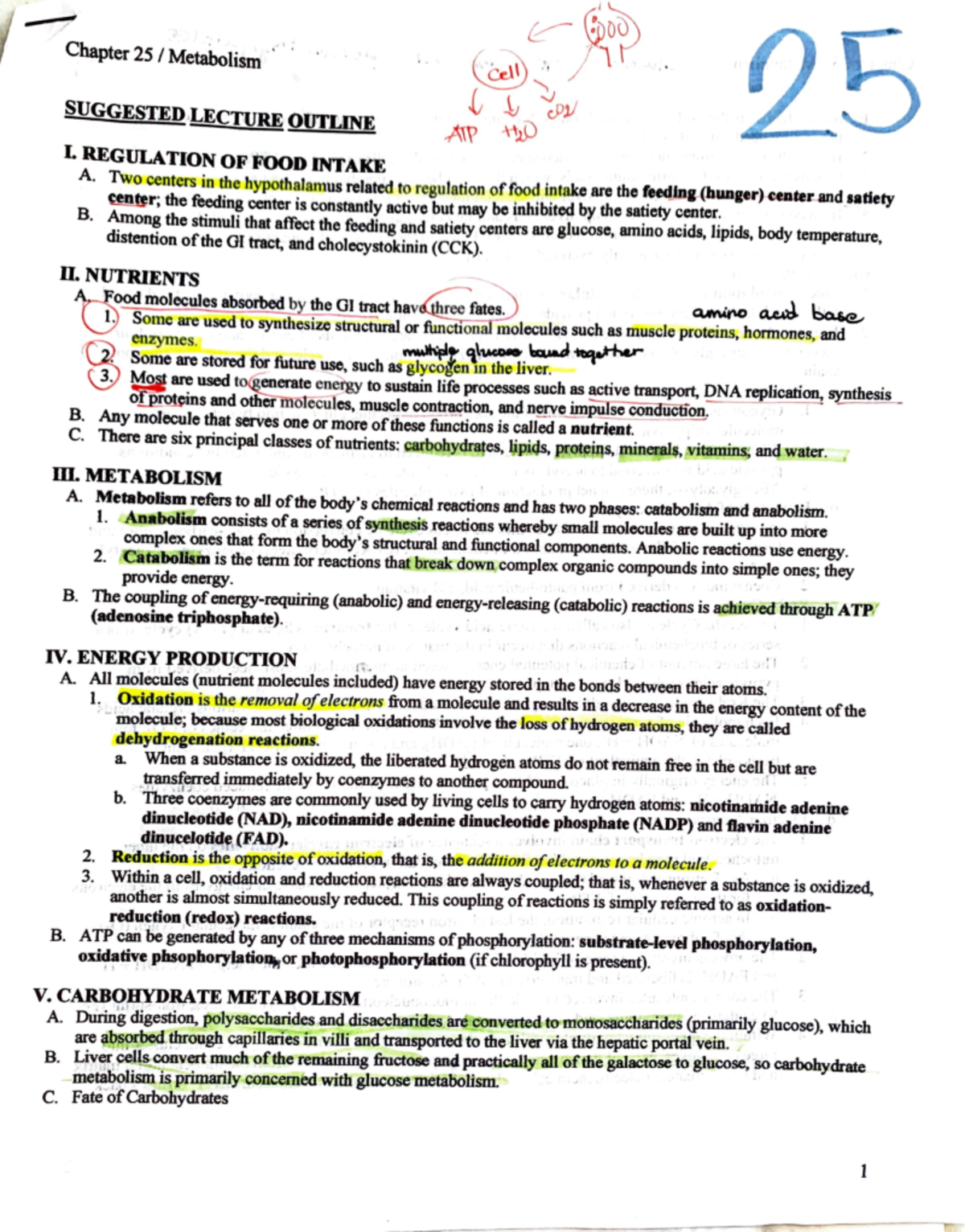 Chap 25 - Metabolism BIOL 2402 Professor Adams - J -;' r Chapter 25 I ...
