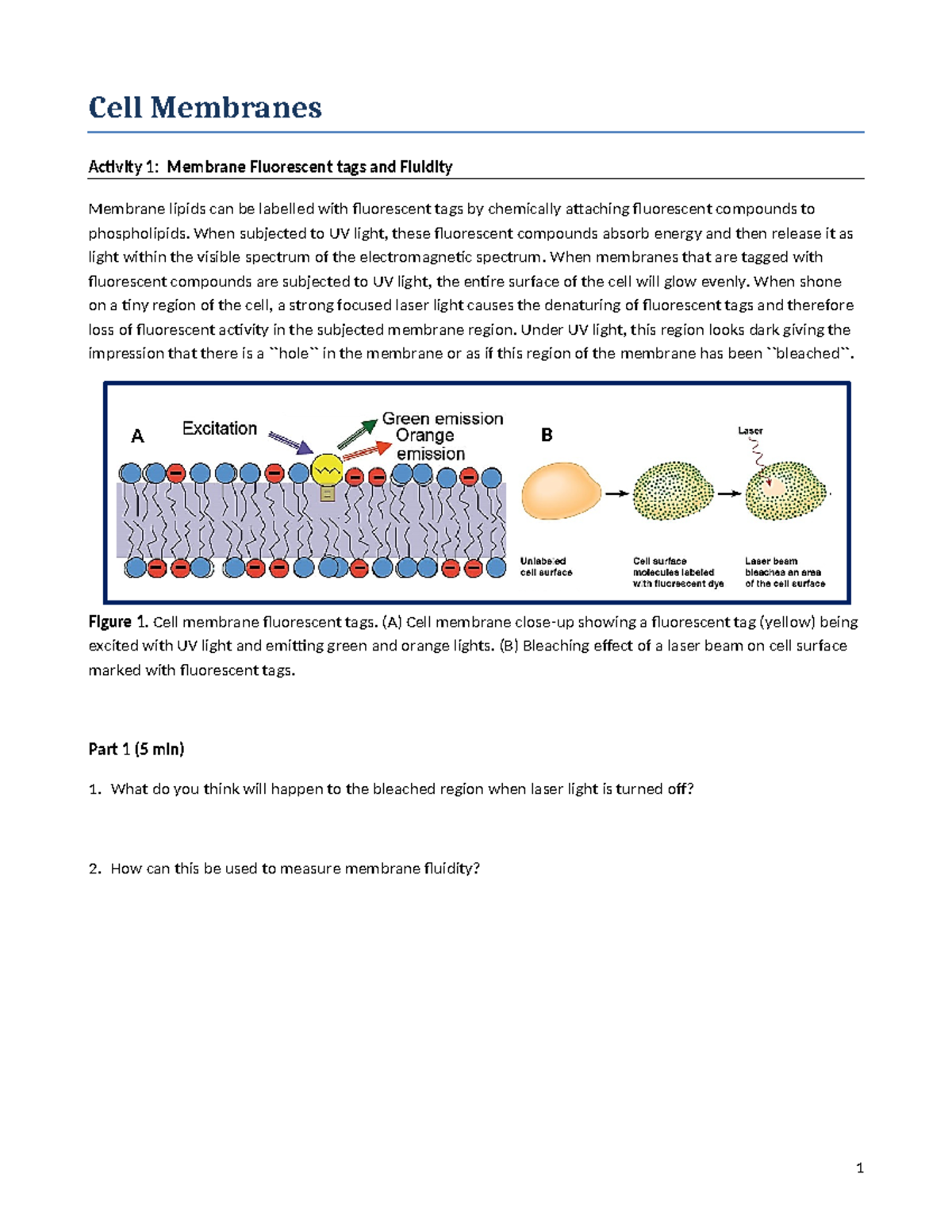 Class activities cell membranes - Cell Membranes Activity 1: Membrane ...