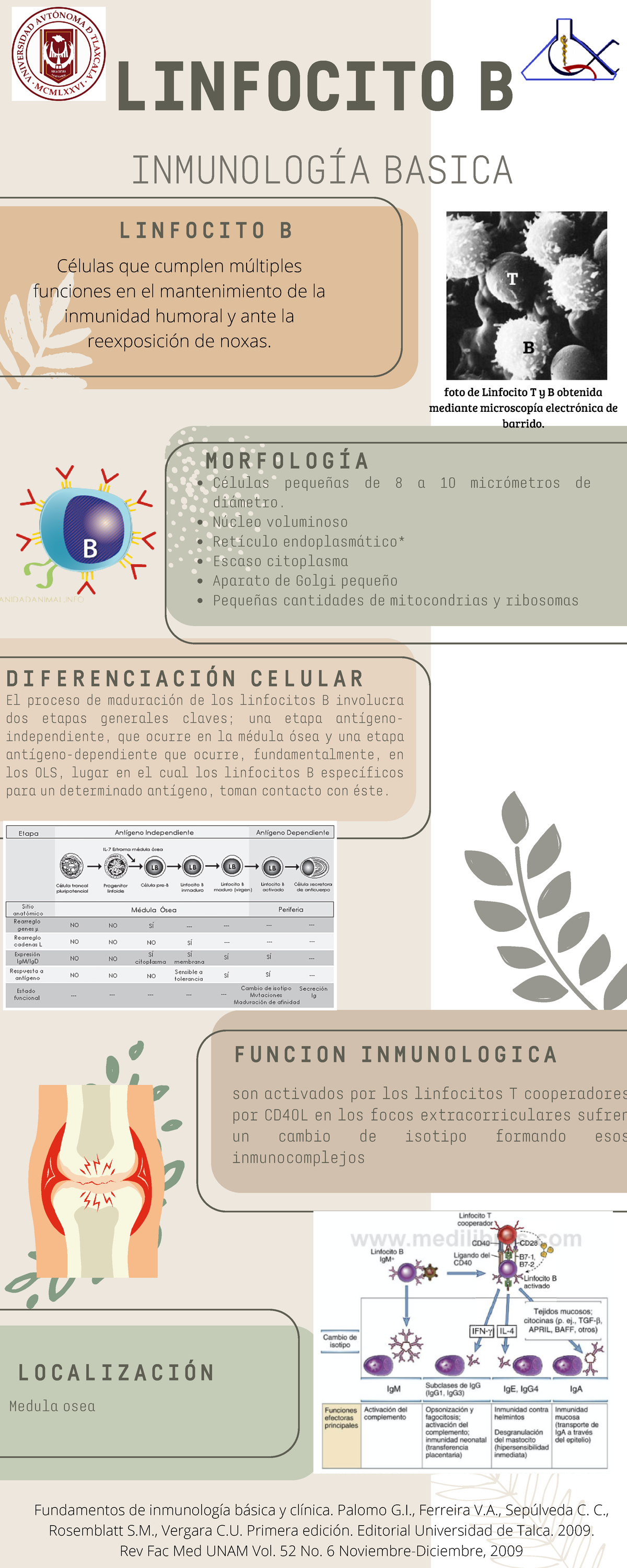 Linfocito B Infografia - ####### foto de Linfocito T y B obtenida ...