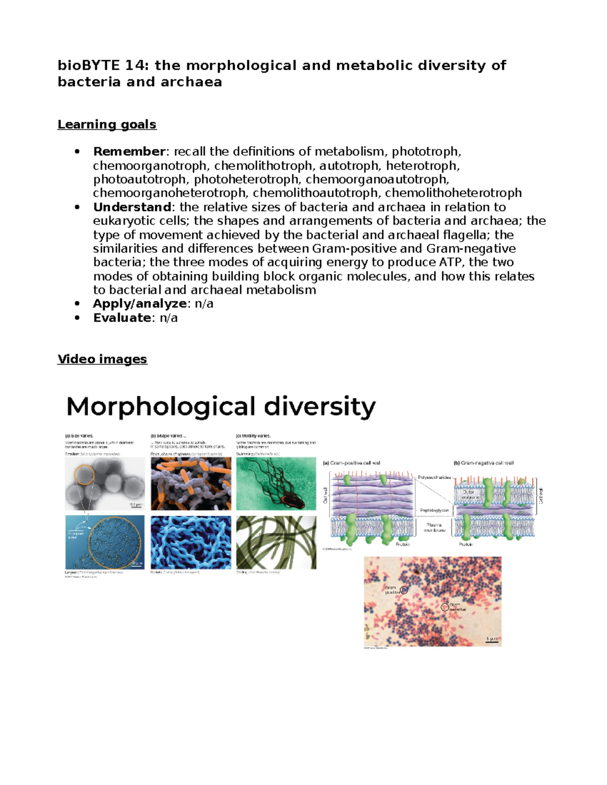 1802.Notes guide.bio BYTE 14 - bioBYTE 14: the morphological and ...