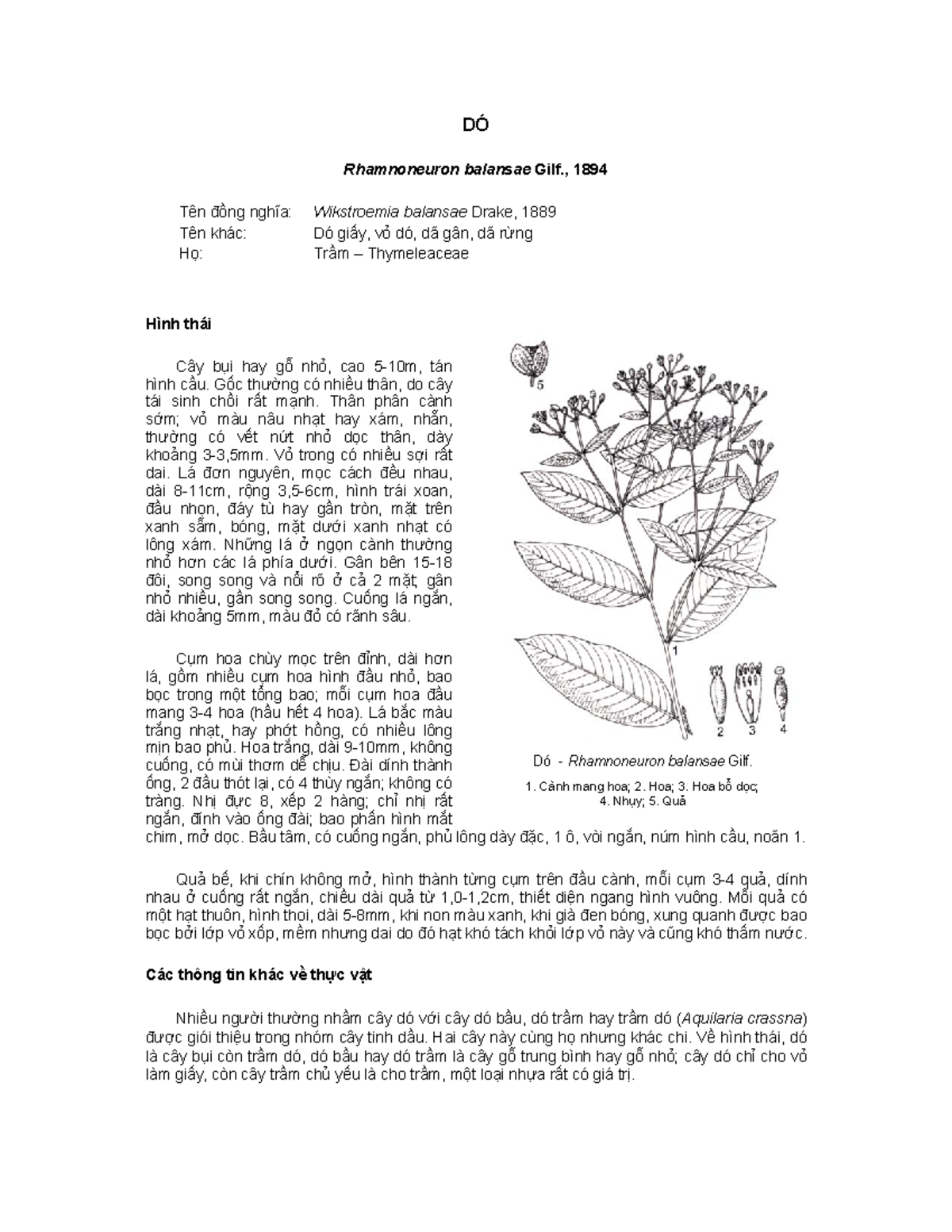 Dó - thực vật - D” Rhamnoneuron balansae Gilf., 1894 TÍn đồng nghĩa ...