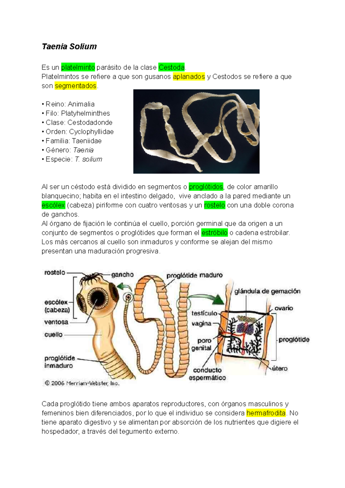 Taenia solium resumen - Taenia Solium Es un platelminto parásito de la ...