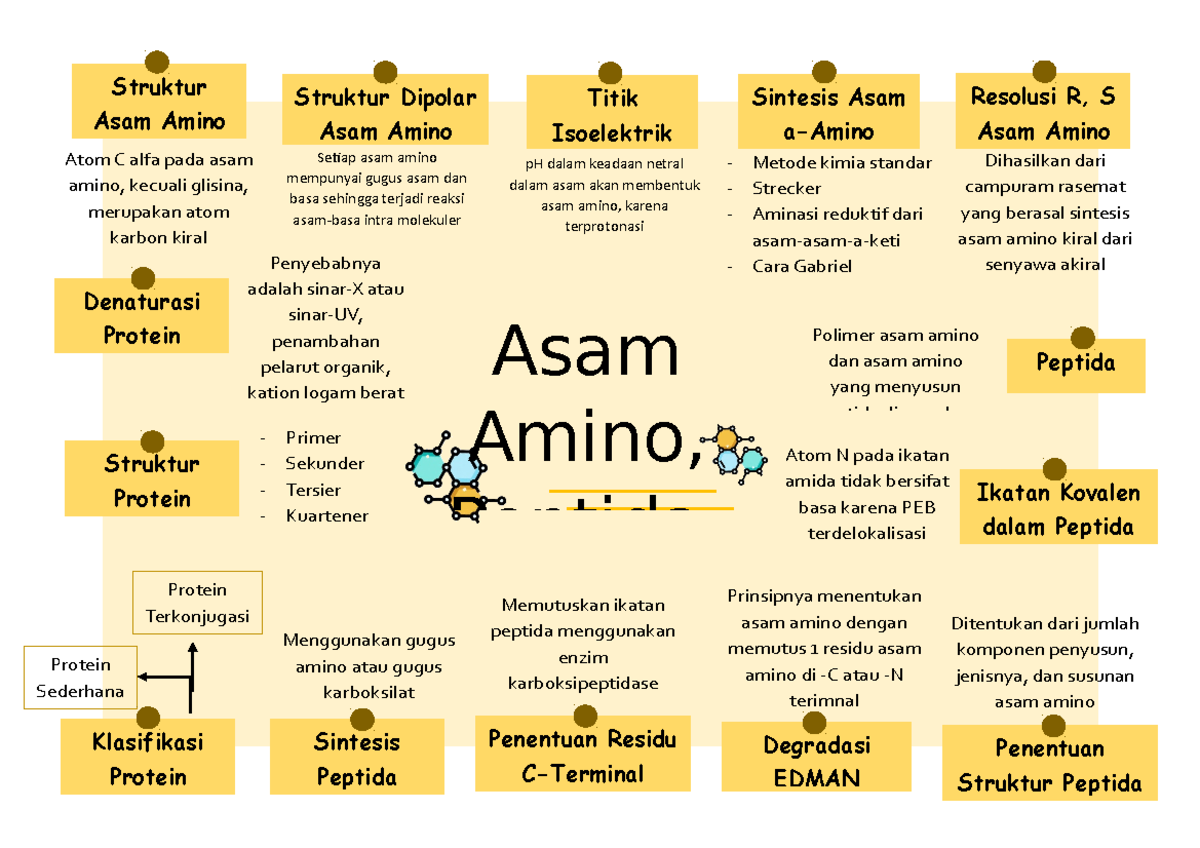 Petkon asam amino - Asam Amino, Peptida, Struktur Protein Primer ...
