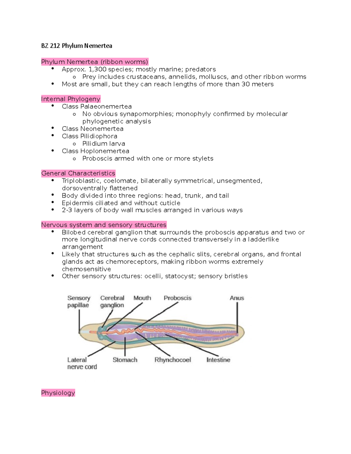 BZ 212 Phylum Nemertea - Inverts Notes - BZ 212 Phylum Nemertea Phylum ...