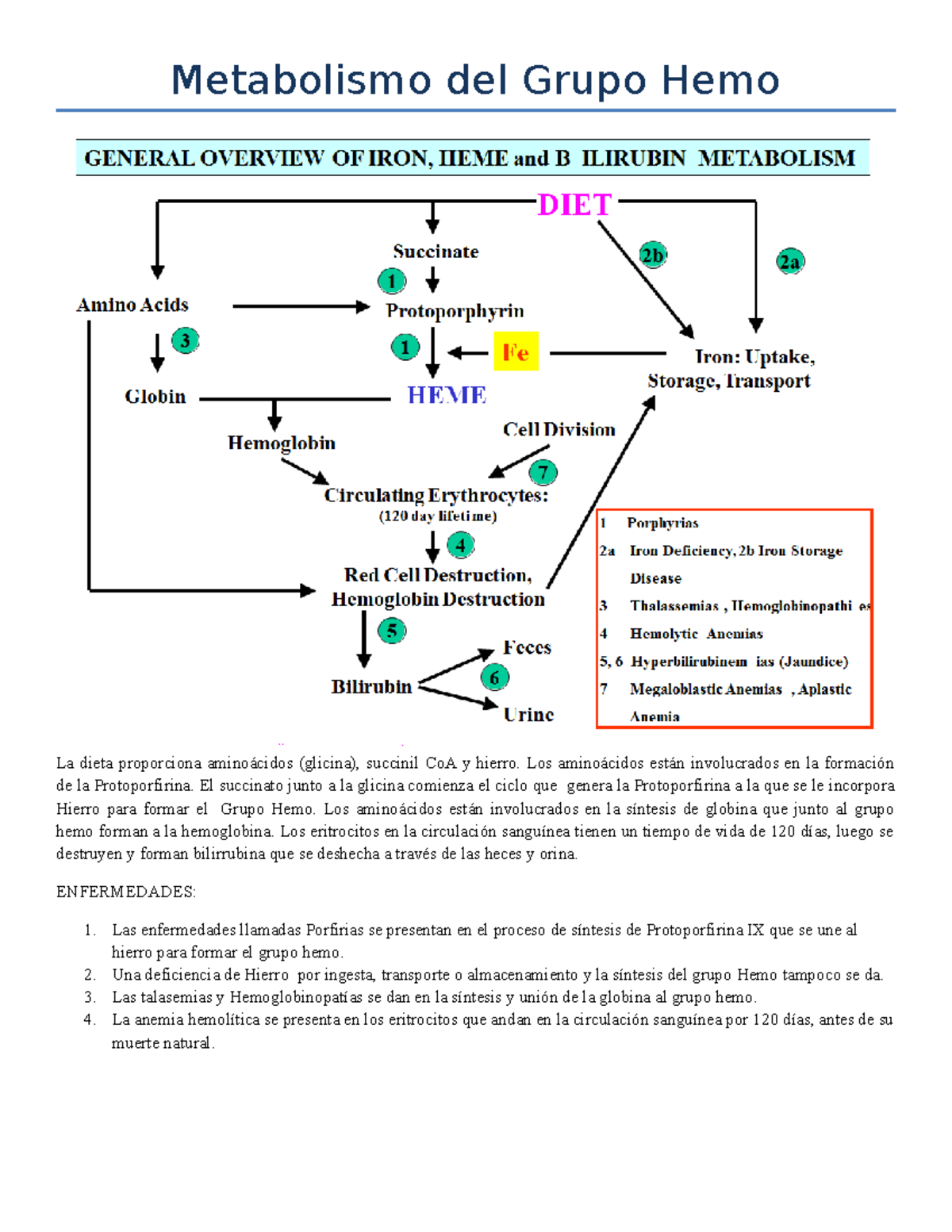 Metabolismo del Grupo Hemo - Los aminoácidos están involucrados en la ...