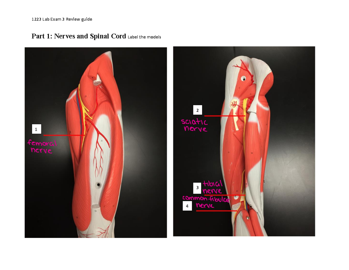 Lab+Eaxm+3+review - lab exam 3 review notes - Part 1: Nerves and Spinal ...