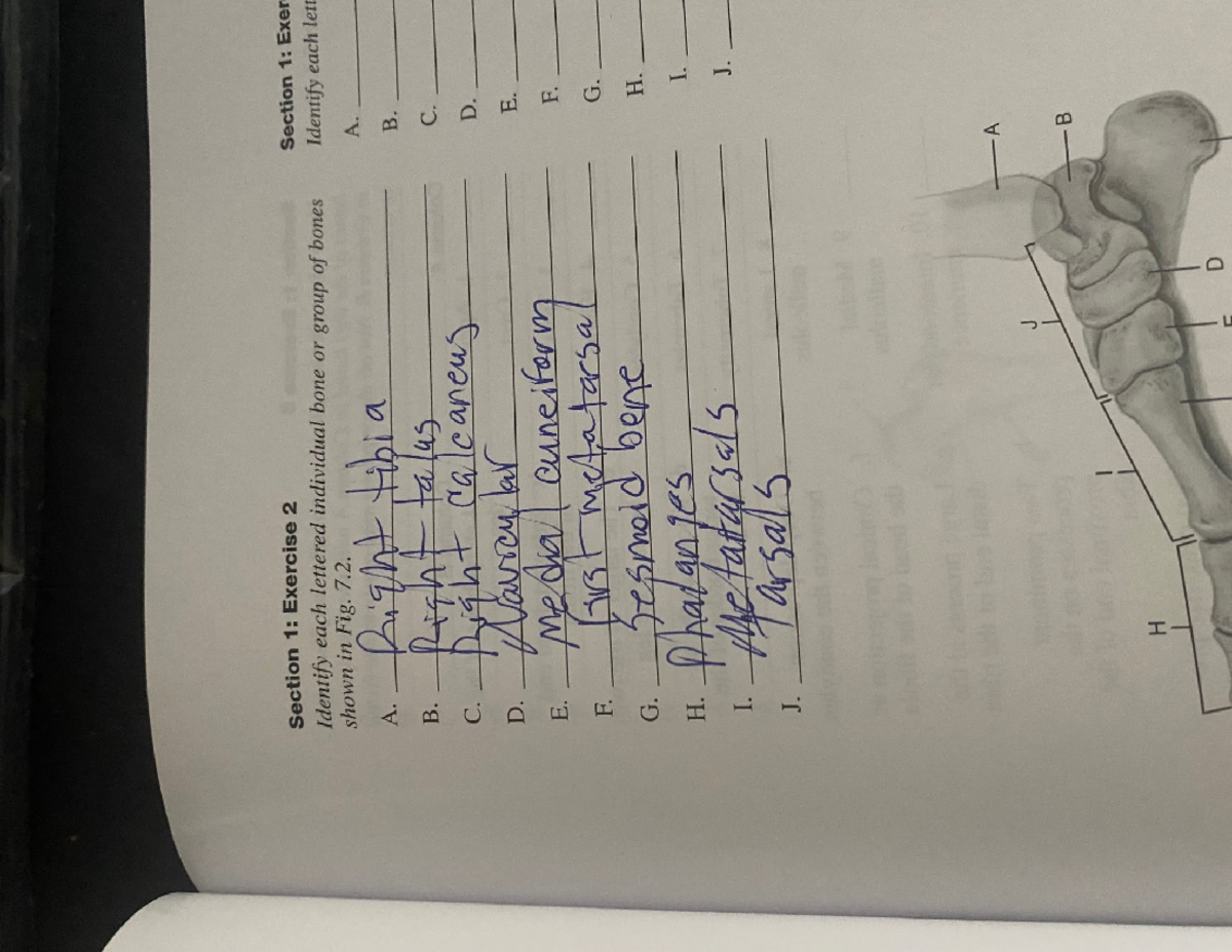 Homework 1 - toes and ankle - RGT 2532 - Studocu