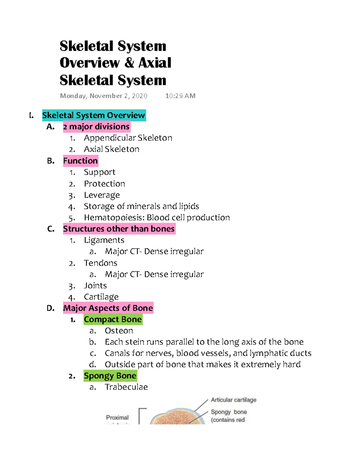 Skeletal System Overview & Axial Skeletal System - Skeletal System ...