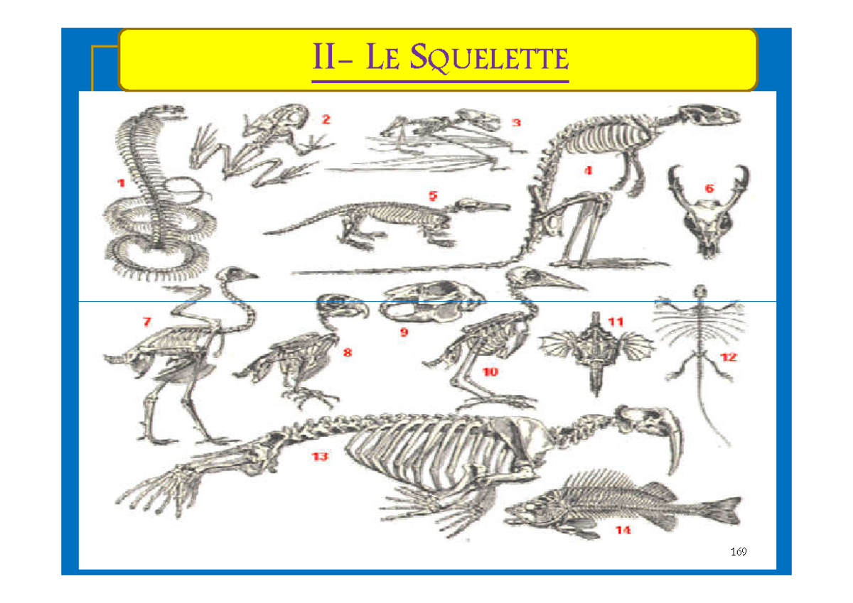 Séance VIII Biologie des organismes animaux Vertébrés - IIII- LLEE ...