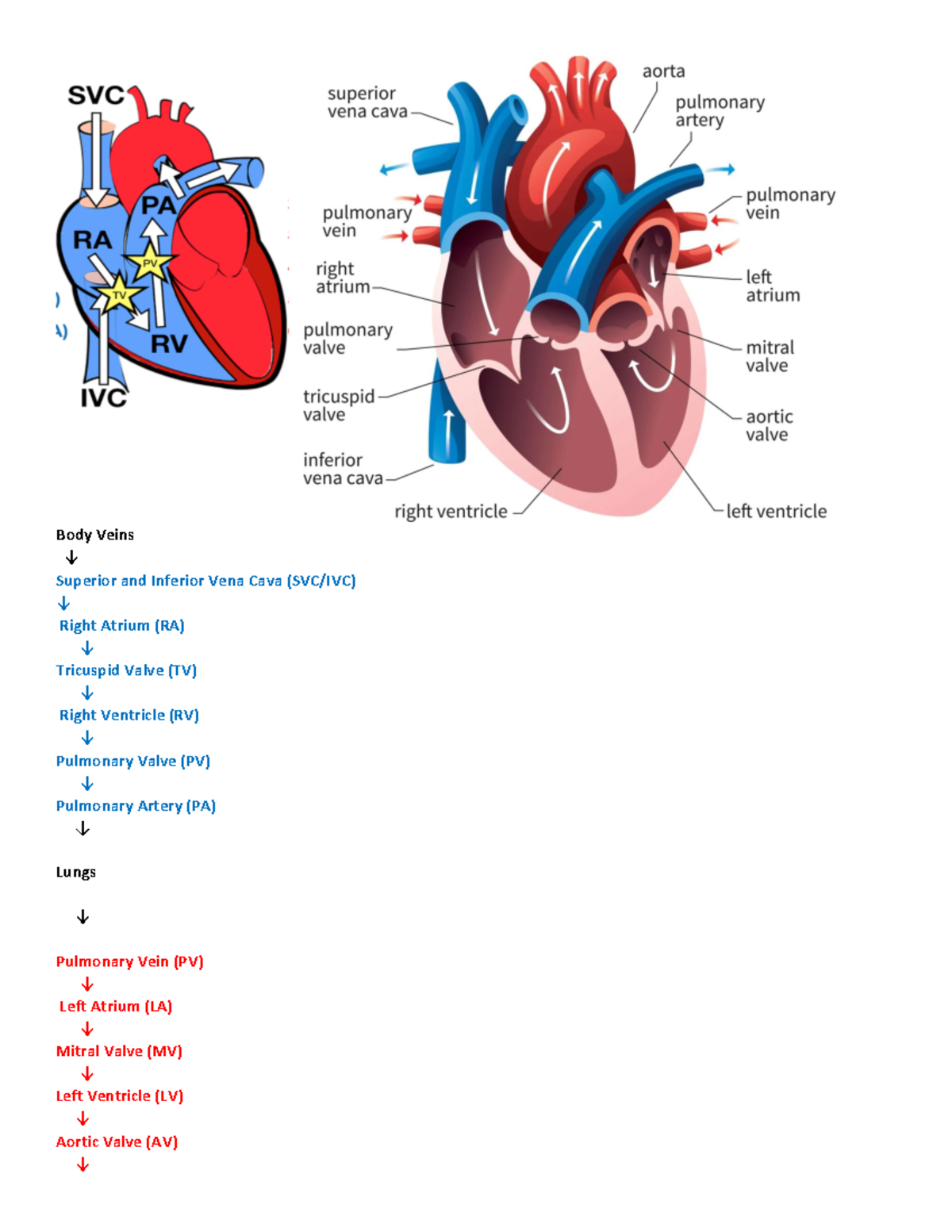 Binder 1 14 - Pediatrics nursing - 53 - Body Veins ↓ Superior and ...