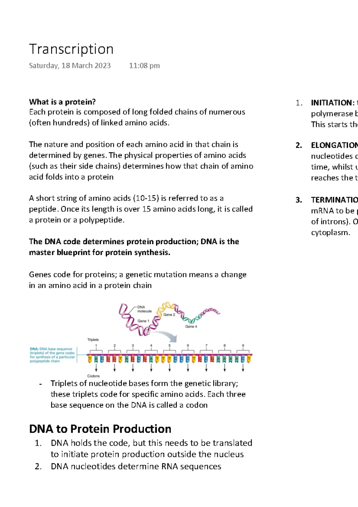 Transcription - Intro - What is a protein? Each protein is composed of ...