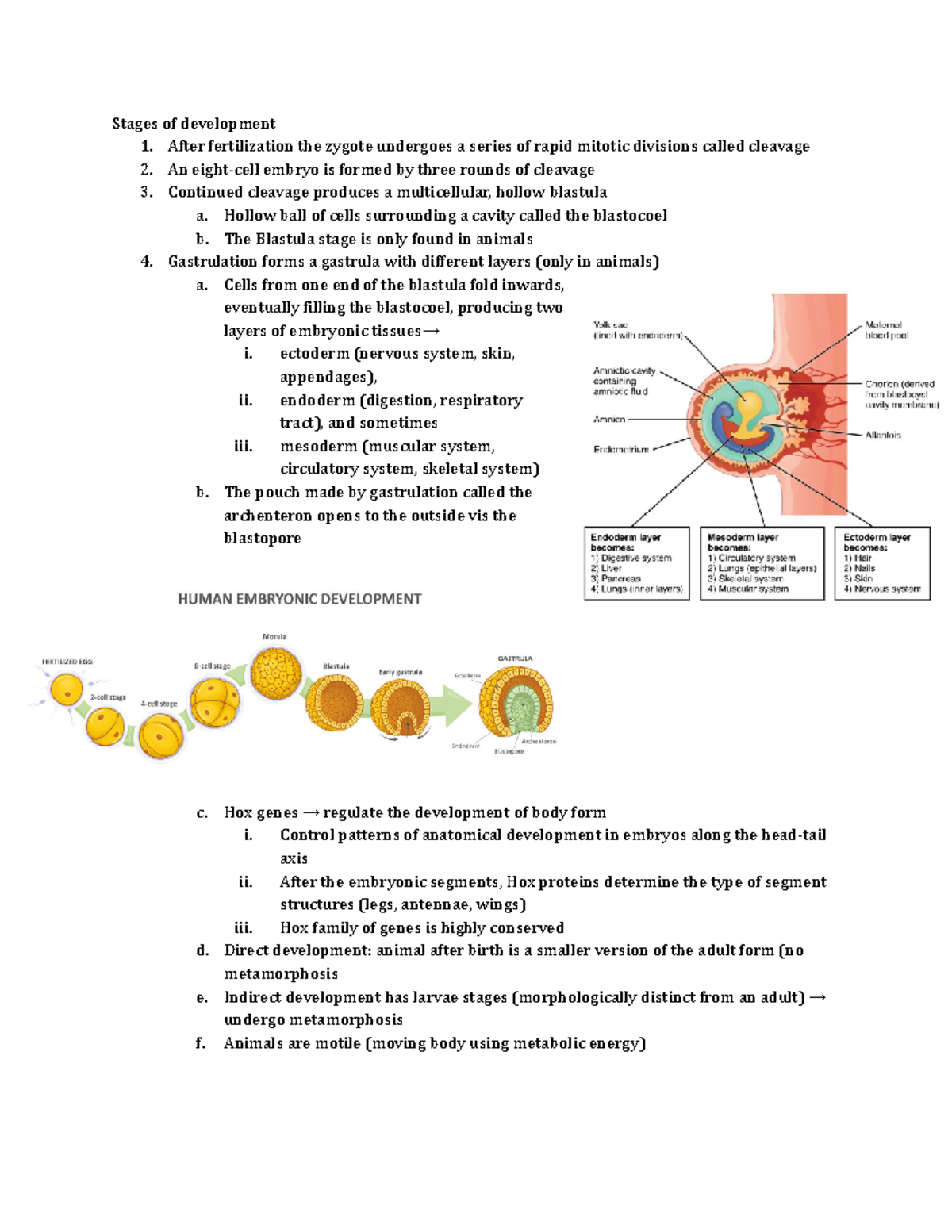 Human development - Stages of development 1. After fertilization the ...